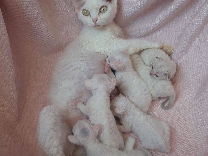 Котята девон-рекс готовы к переезду с документами