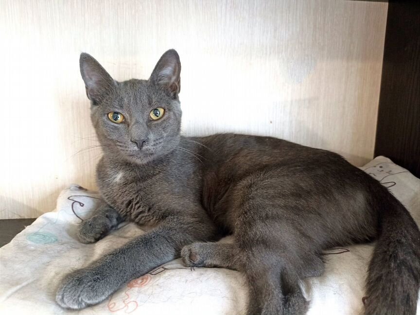 Шанти ищет дом