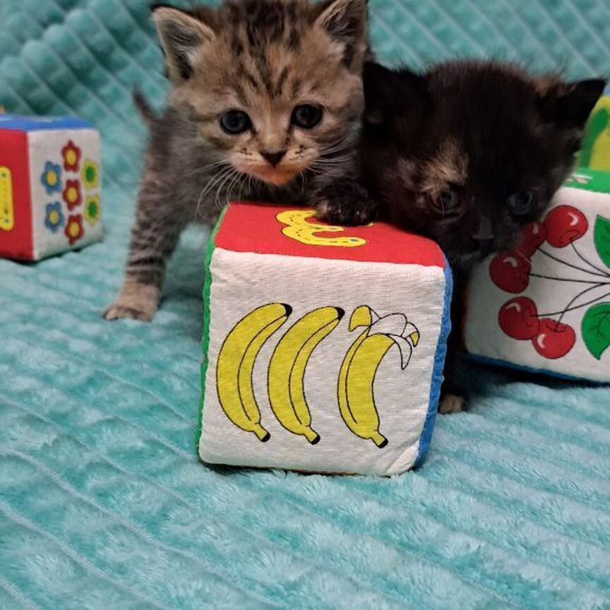 Кошечки