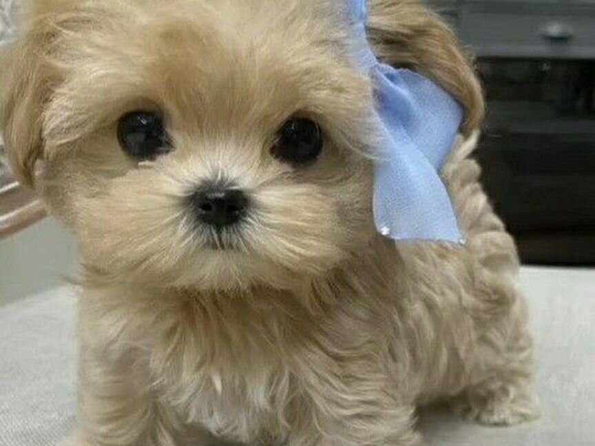 Продам мальтипу, мини мальчика