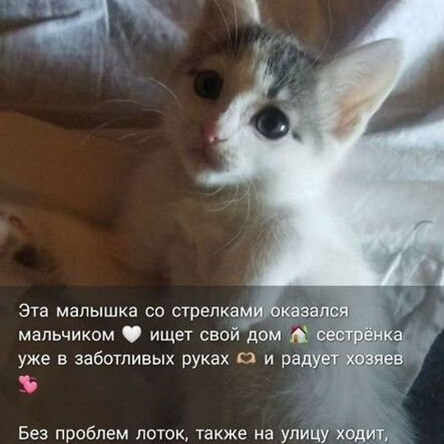 Тайский котенок мальчик