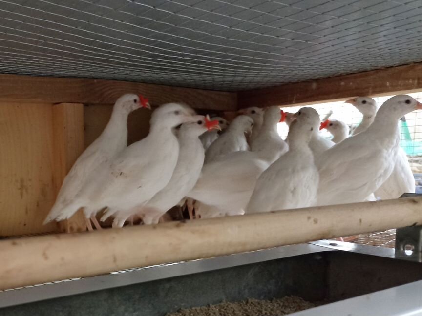 Молодняк белого кеклика разного возраста