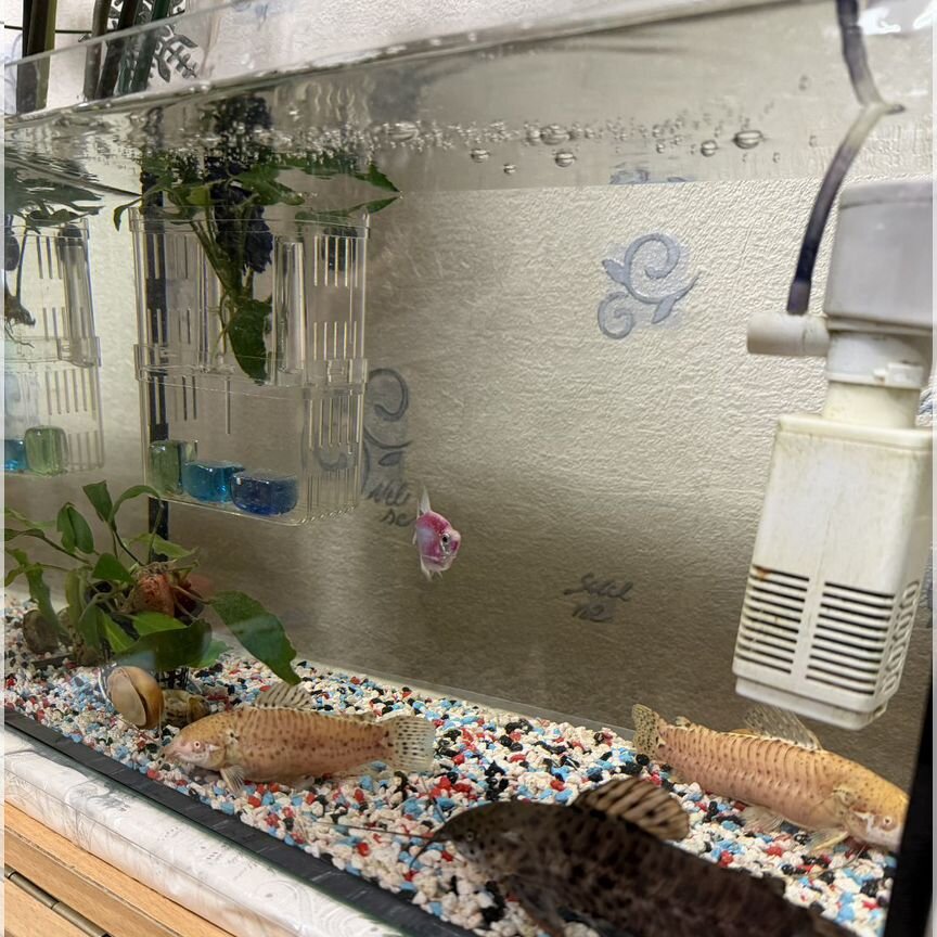 Продаю аквариум с рыбками