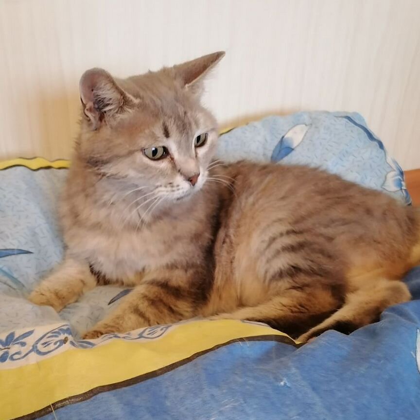 Взрослая, кошка в добрые руки