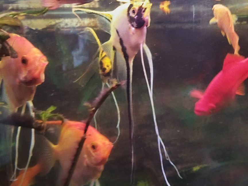 Скалярии взрослые квариумные рыбки