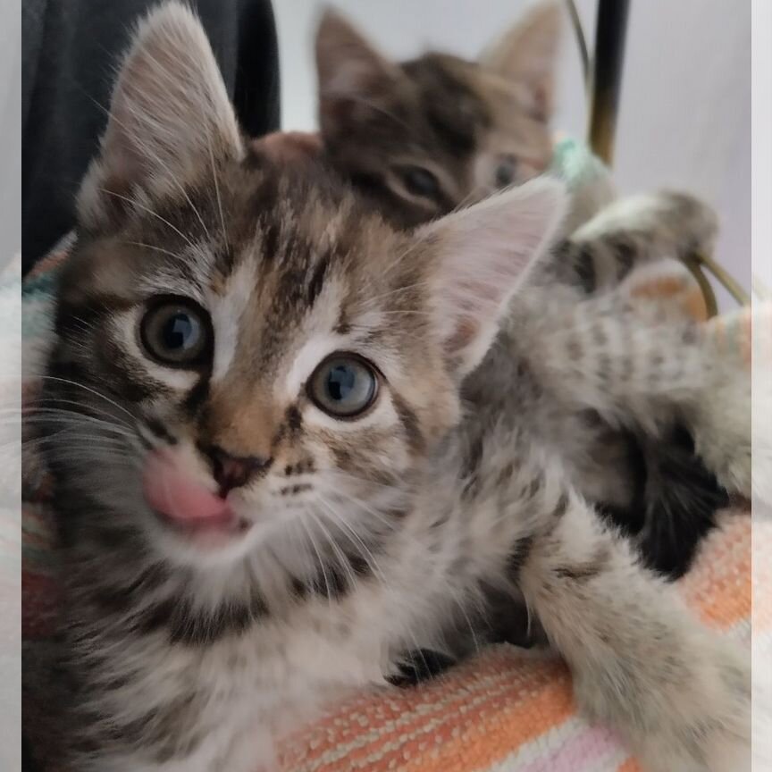 Котята в добрые руки
