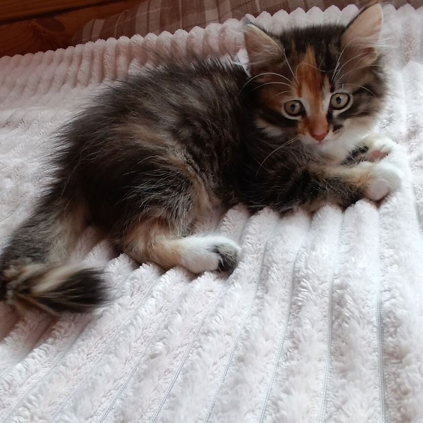 Отдам котят