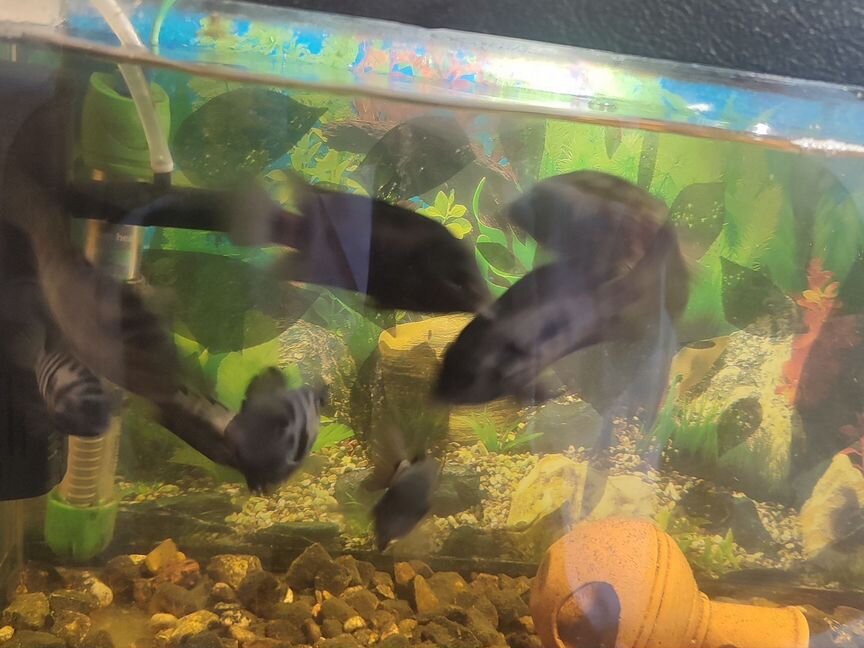 Украшение для аквариума