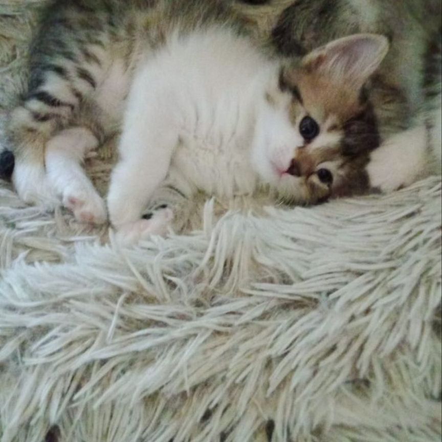 Кошечка