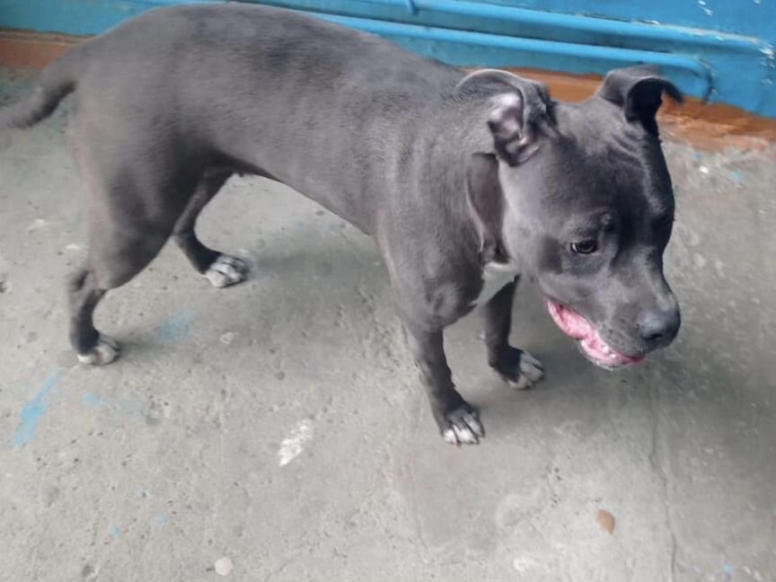 Стаффордширский терьер