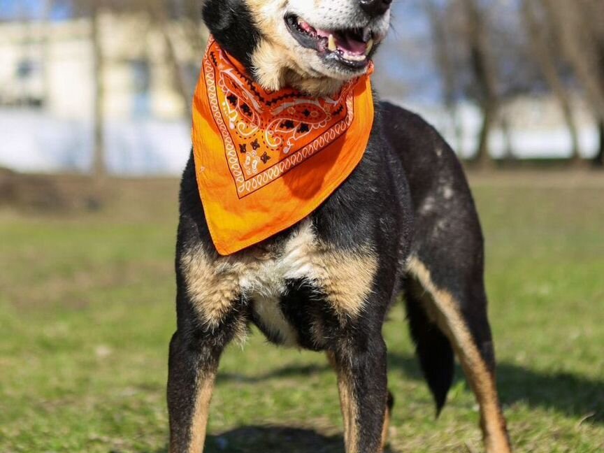 Собака в добрые руки