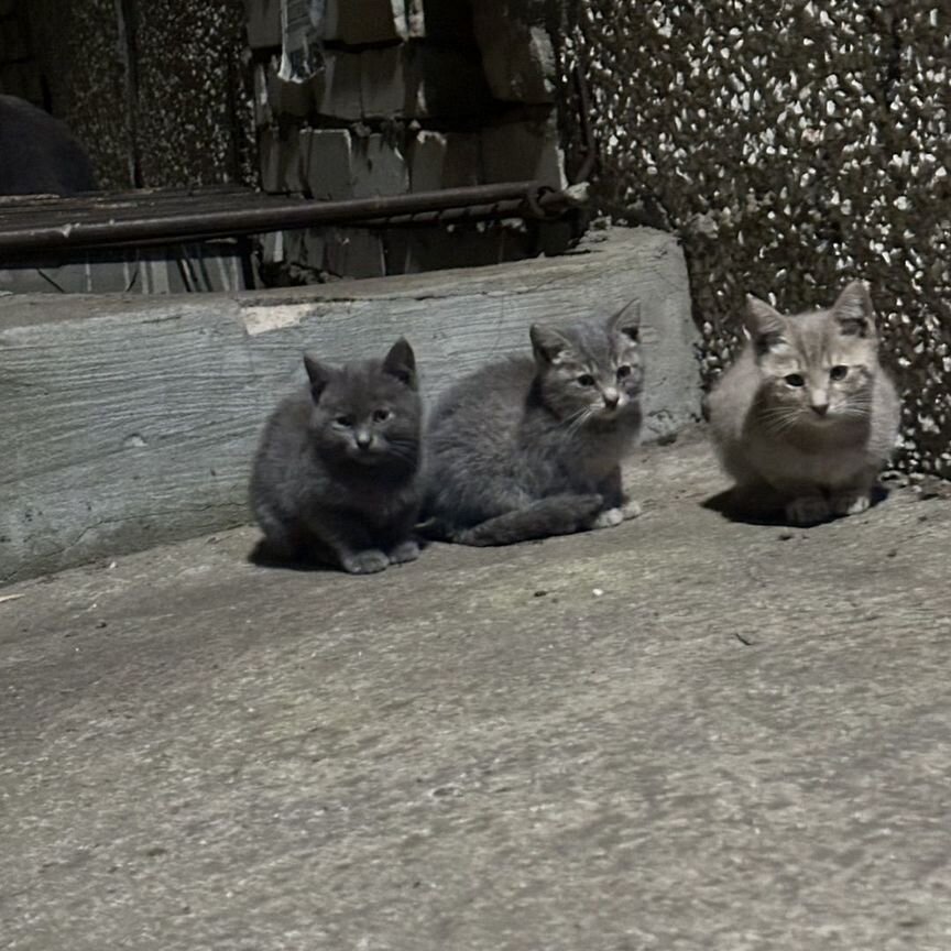 Котята в добрые руки