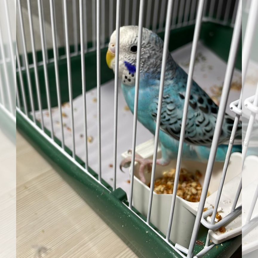 Волнистый попугай с клеткой