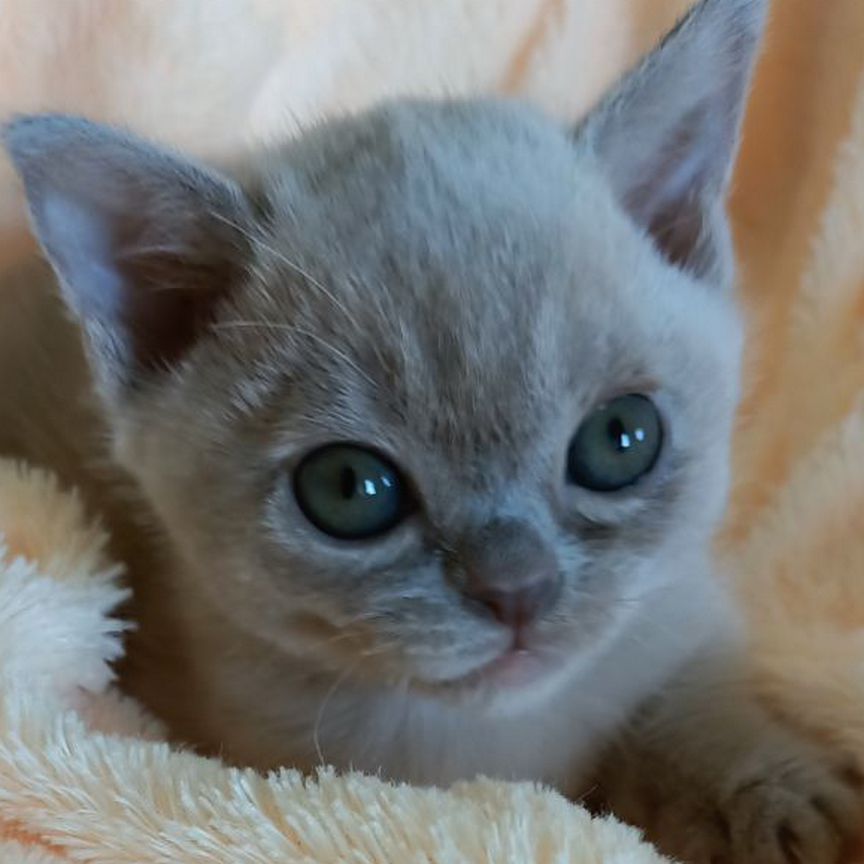 Бурманские котята