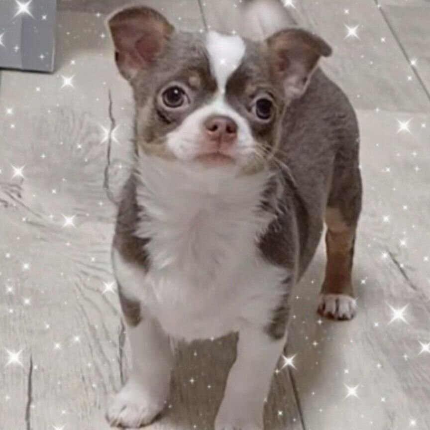 Чихуахуа, щенок