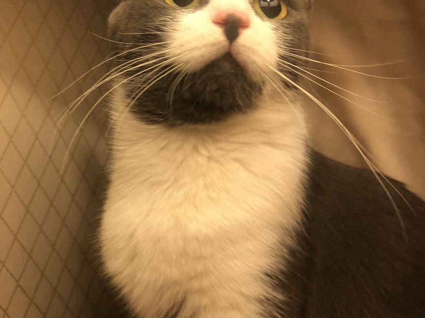 Кошка 1 год