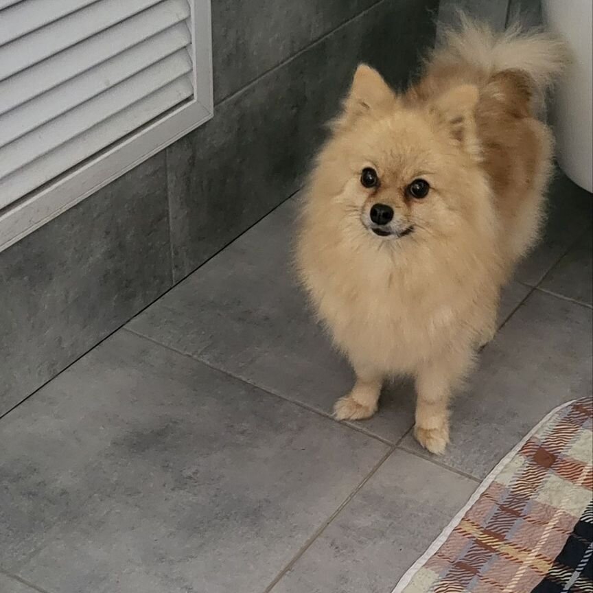 Немецкий шпиц девочка