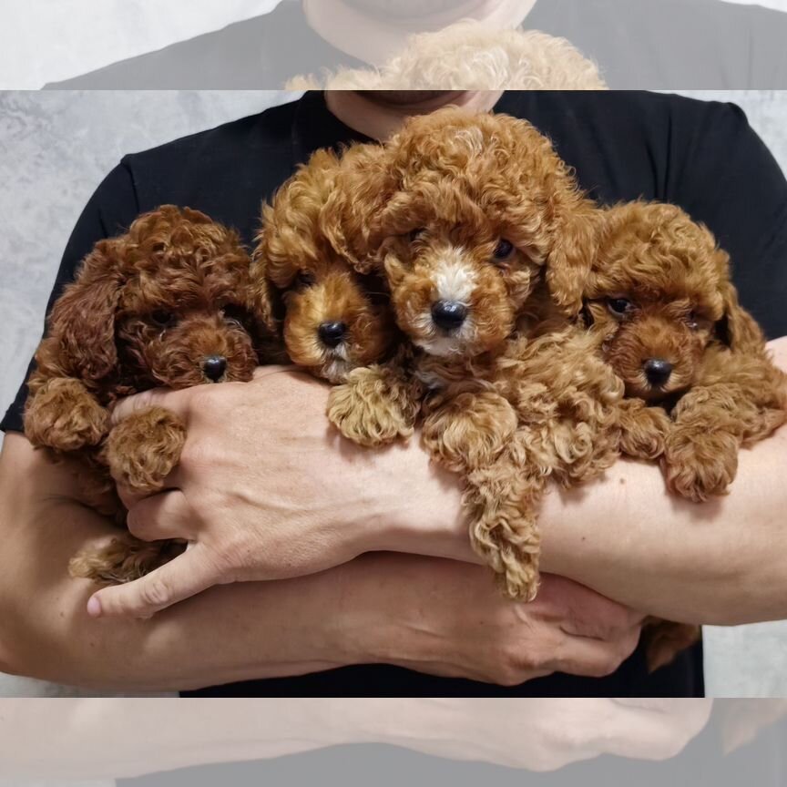 Пудель, щенок