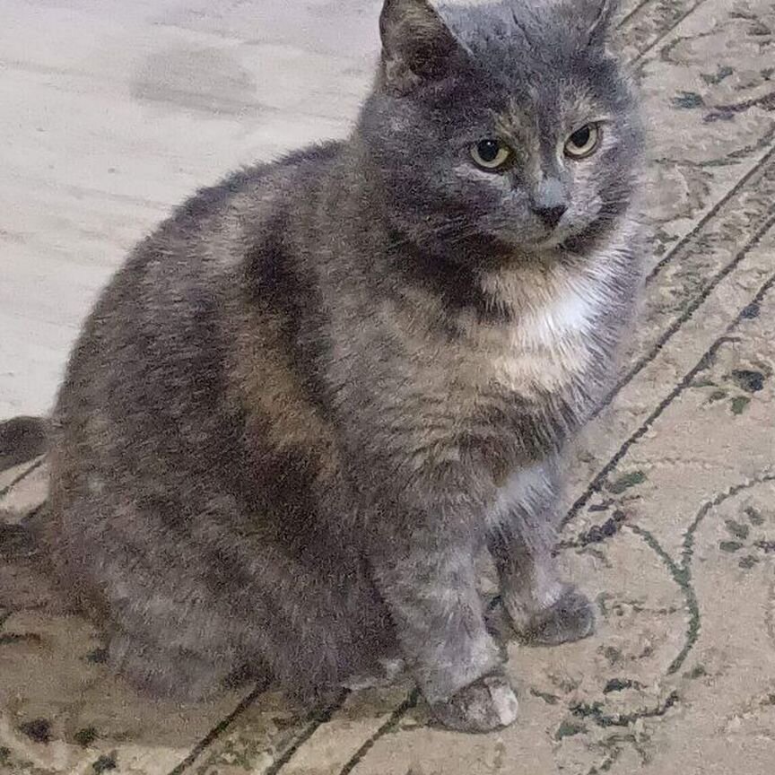 Кошка Стеша в добрые руки