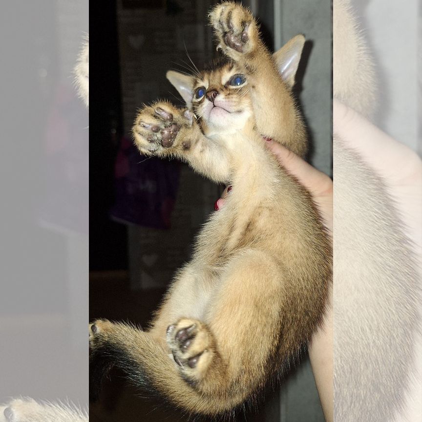 Абиссинский котёнок