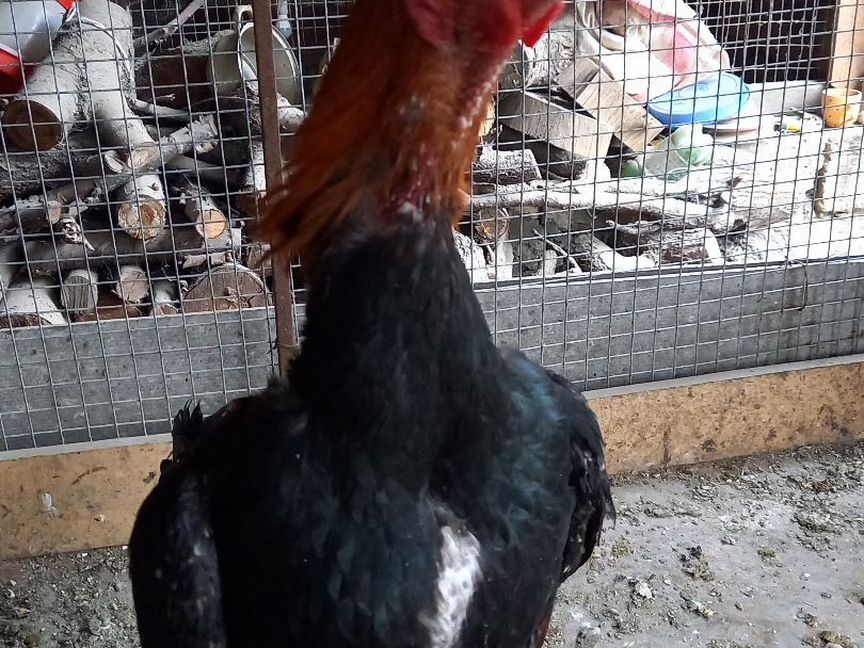 Бойцовые петухи