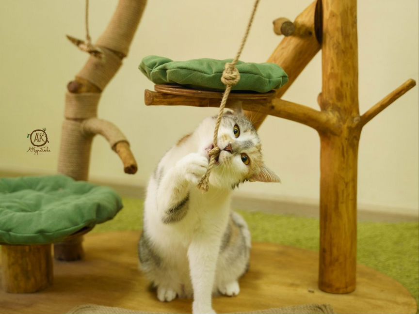 Когтеточка, игровой комплекс для кошек