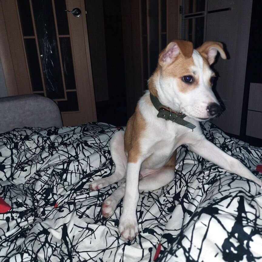 Щенок в добрые руки бесплатно