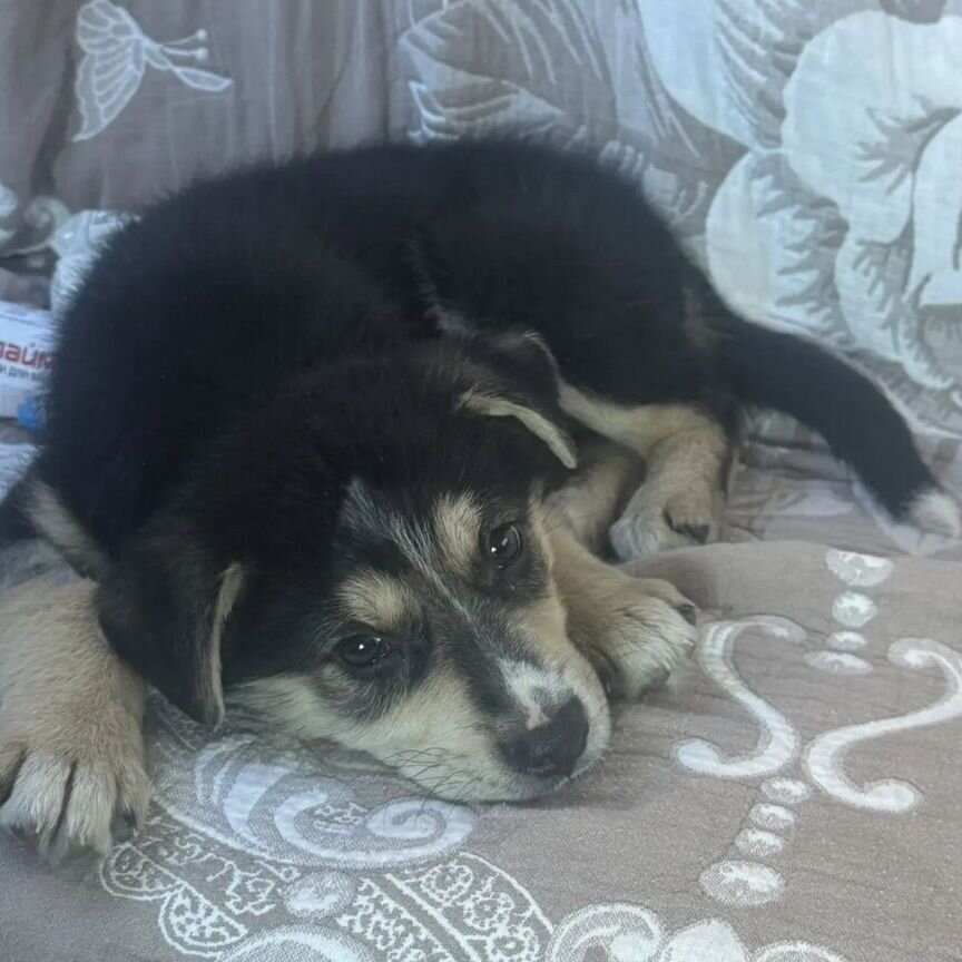 Щенок в добрые руки