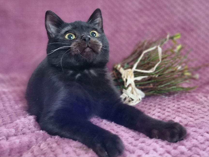 Котята