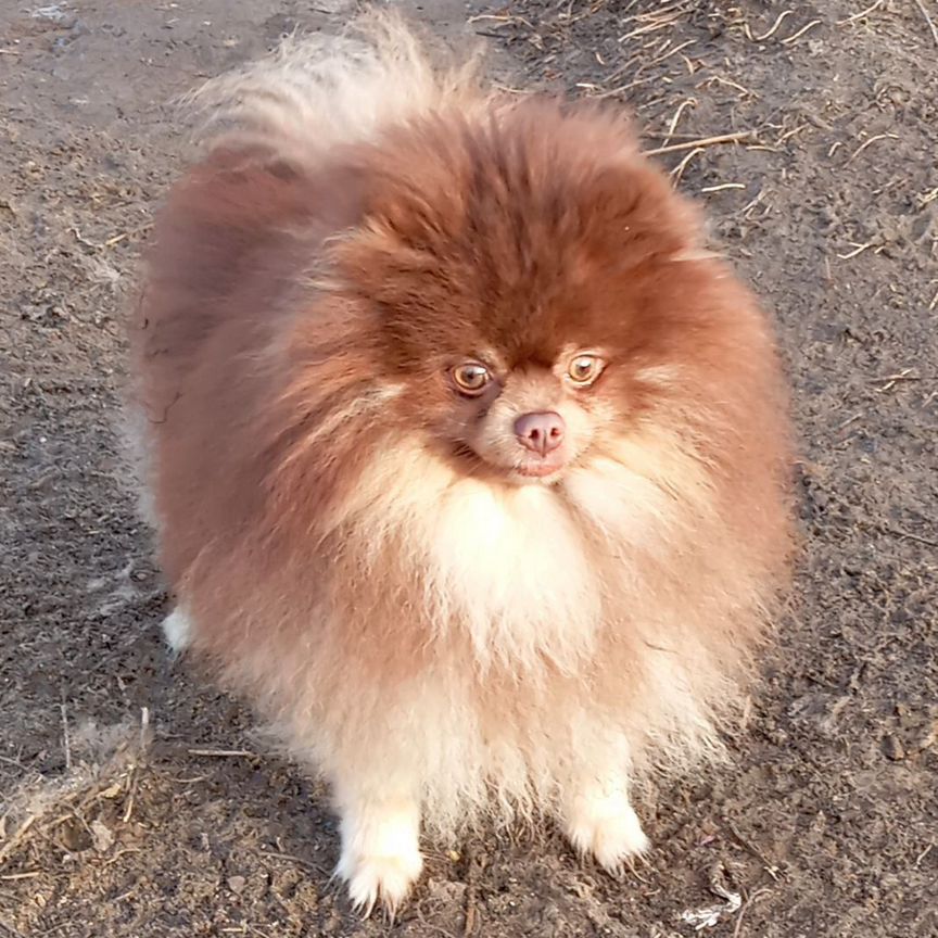 Померанский шпиц