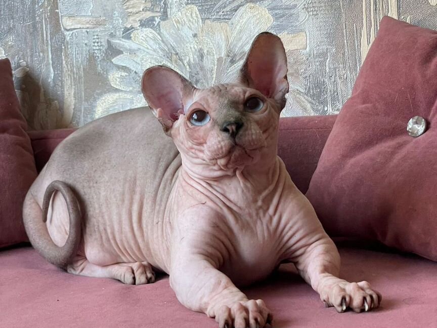 Канадский сфинкс (Бамбино)