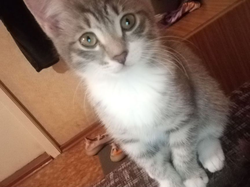 Котенок девочка в добрые руки