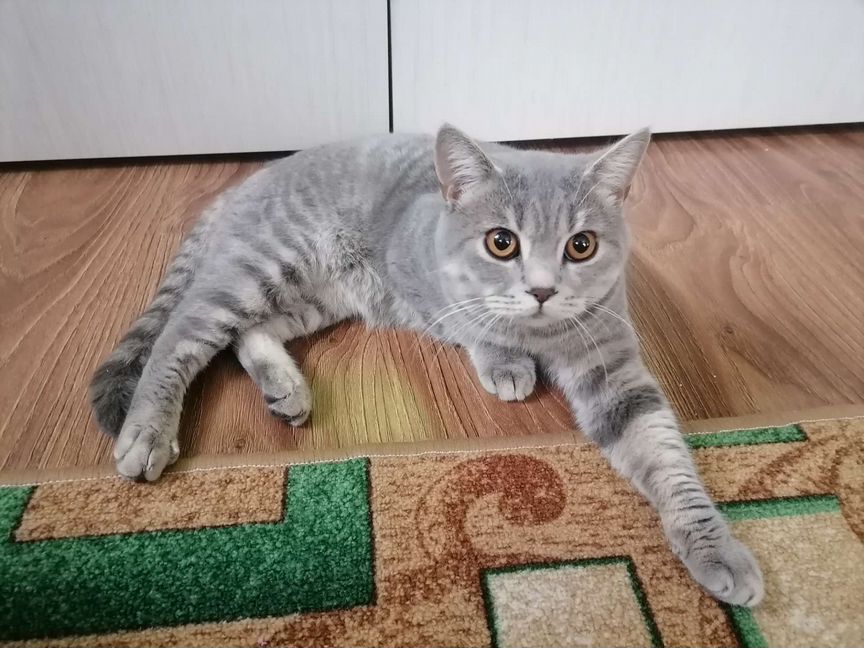 Шотландский кот приглашает на встречу