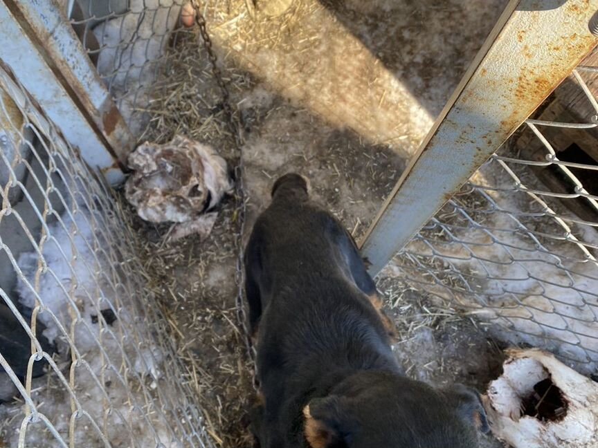 Сука ягтерьера