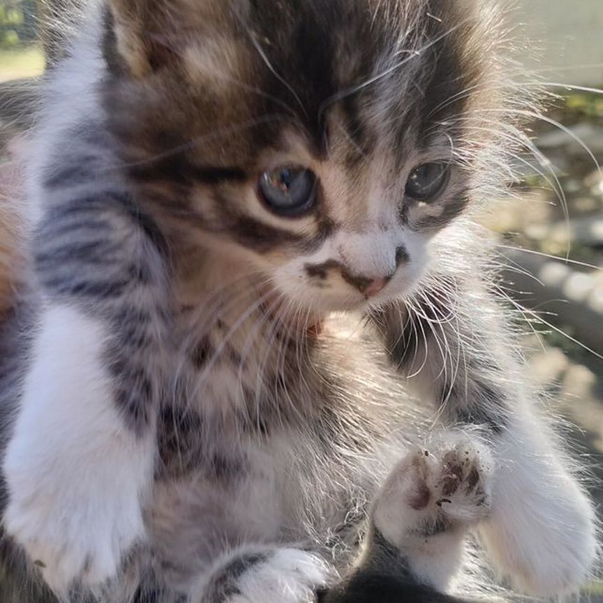 Пушистики в заботливые руки