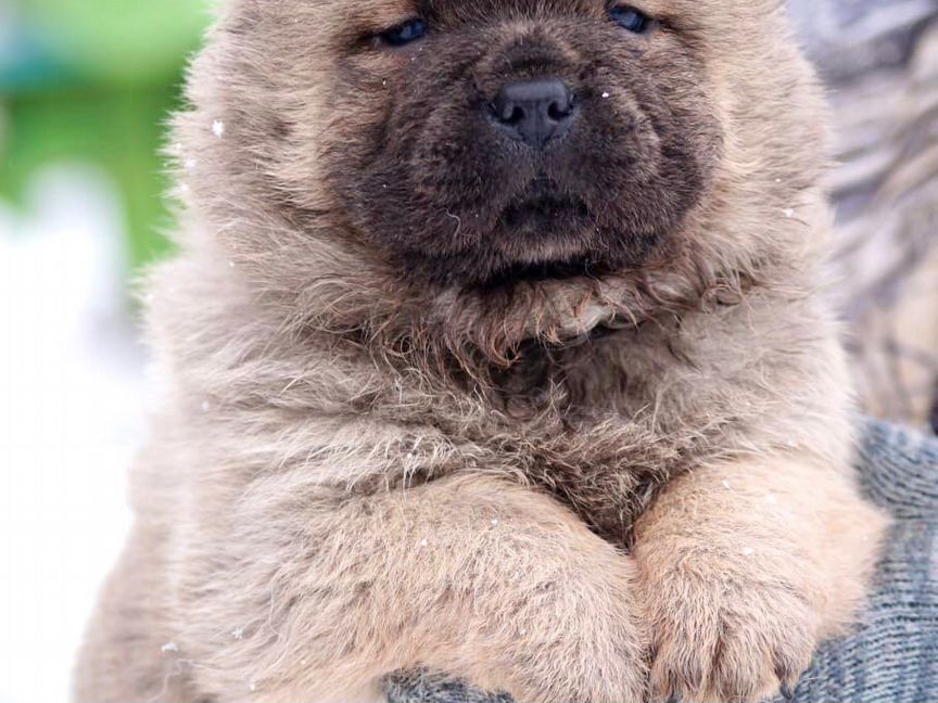 Смуфики чау