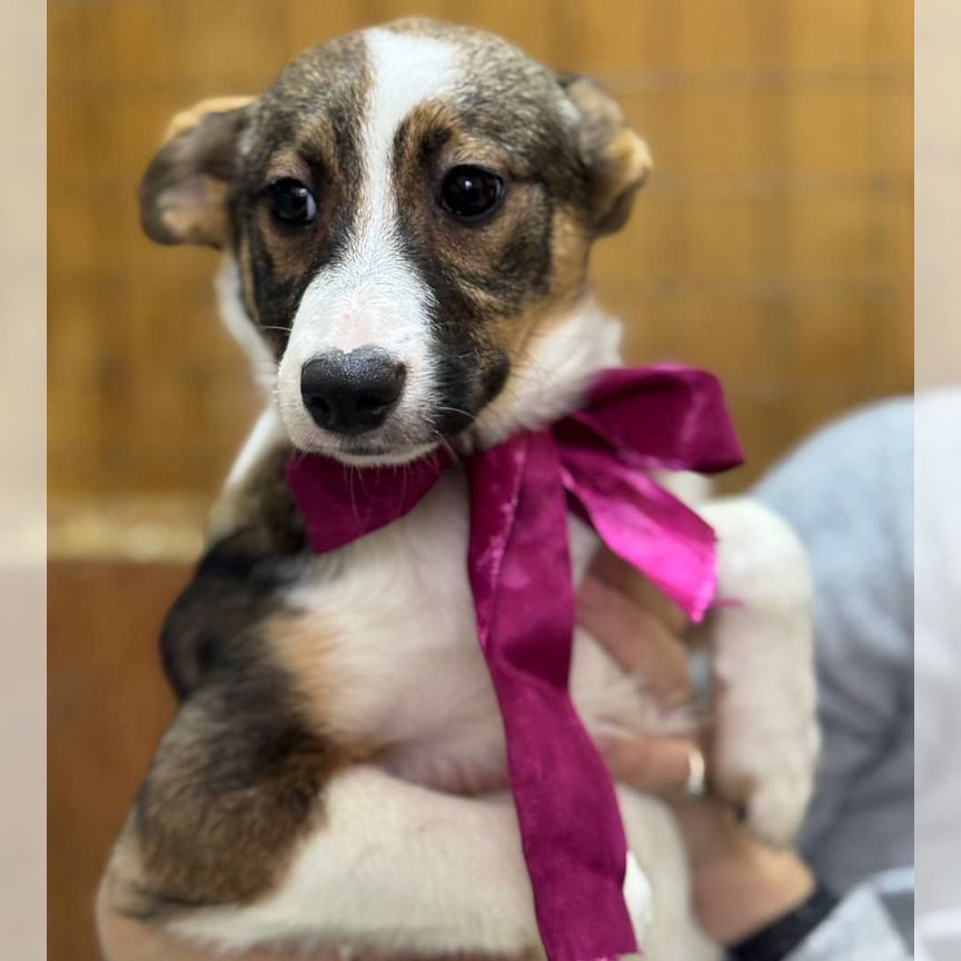 Щенок в добрые руки