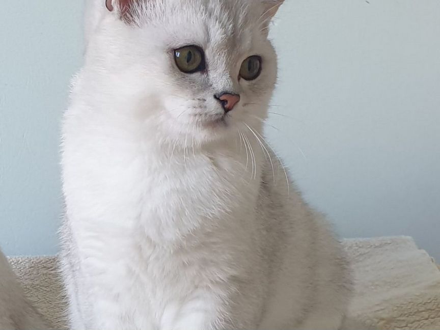 Кошечка Изабелла