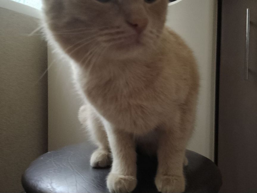 Котик