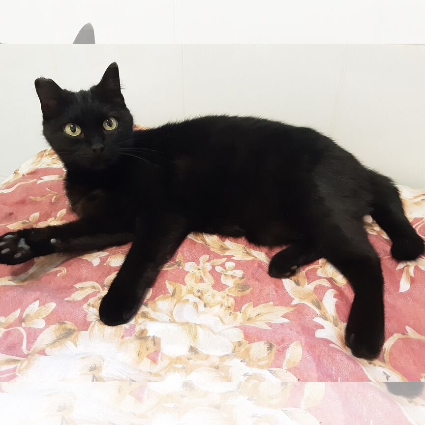 Взрослая кошка от частного владельца