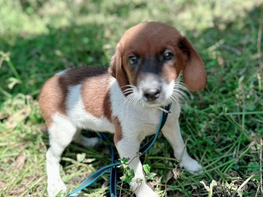 Щенок- вислоух в добрые руки