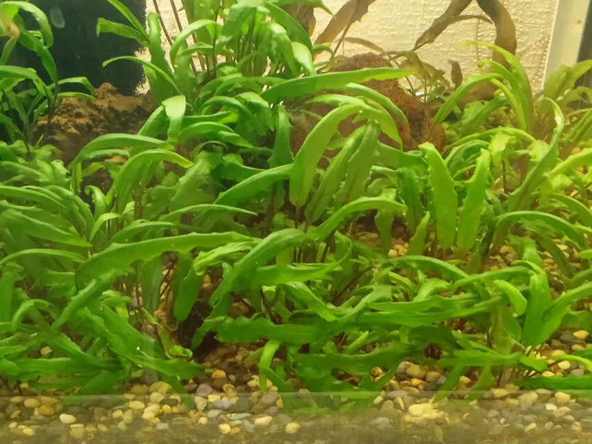 Криптокорина Вендта