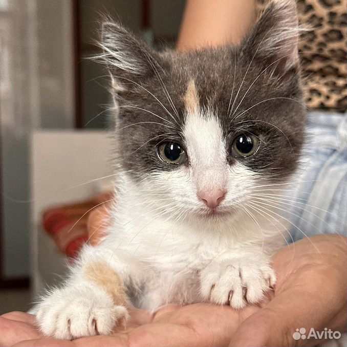 Котенок девочка, сказочная малышка в добрые руки