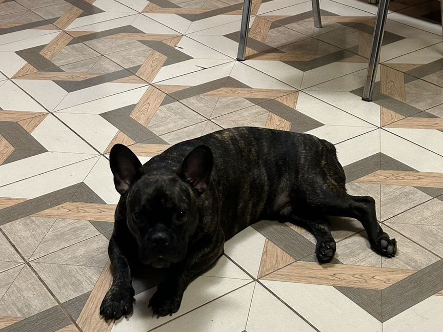 Французский бульдог