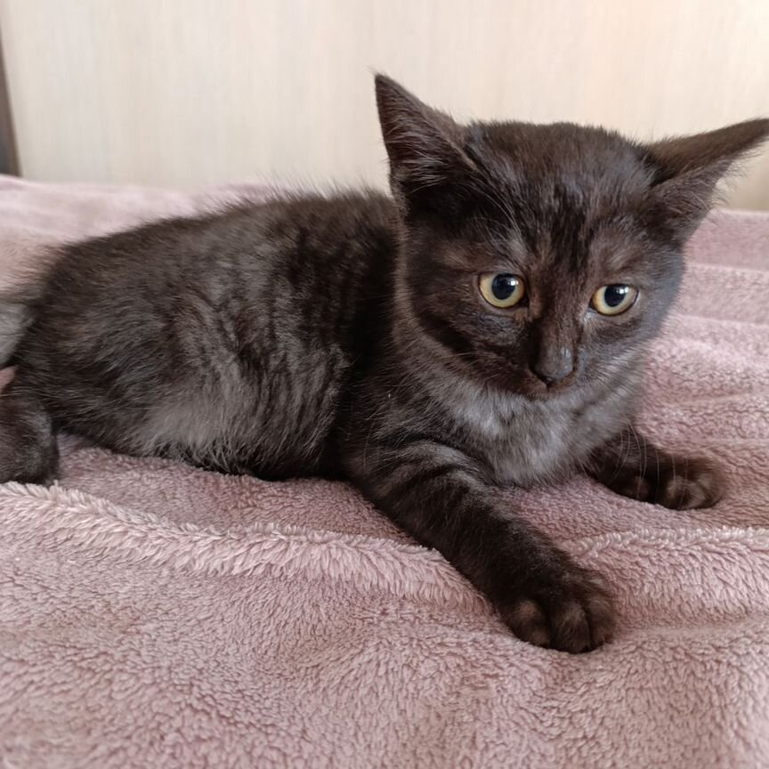 Котятки ищут хозяина