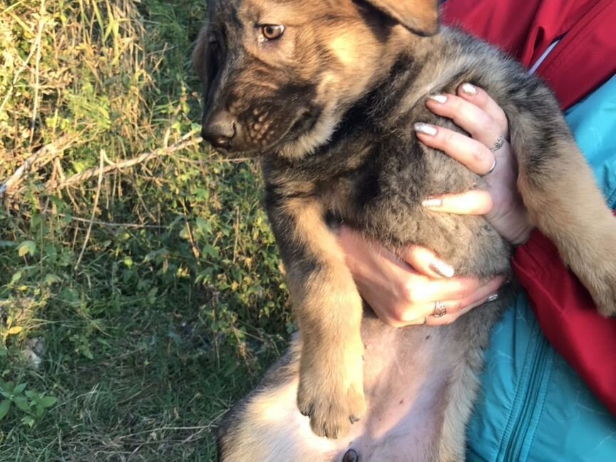 Собака в добрые руки