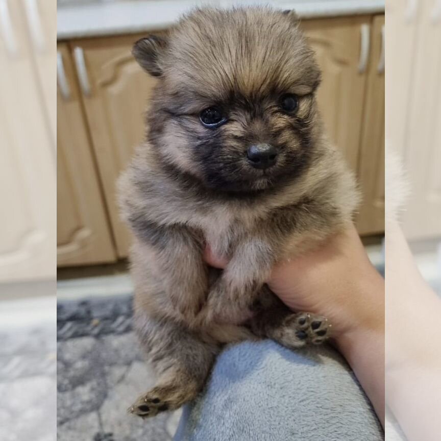 Померанский шпиц, щенок