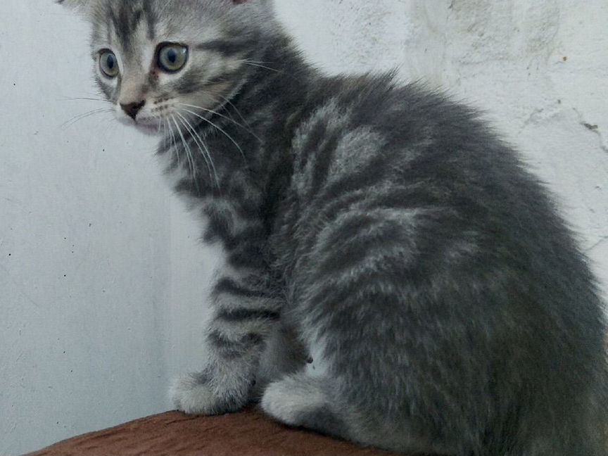 Шотландские вислоухие котята