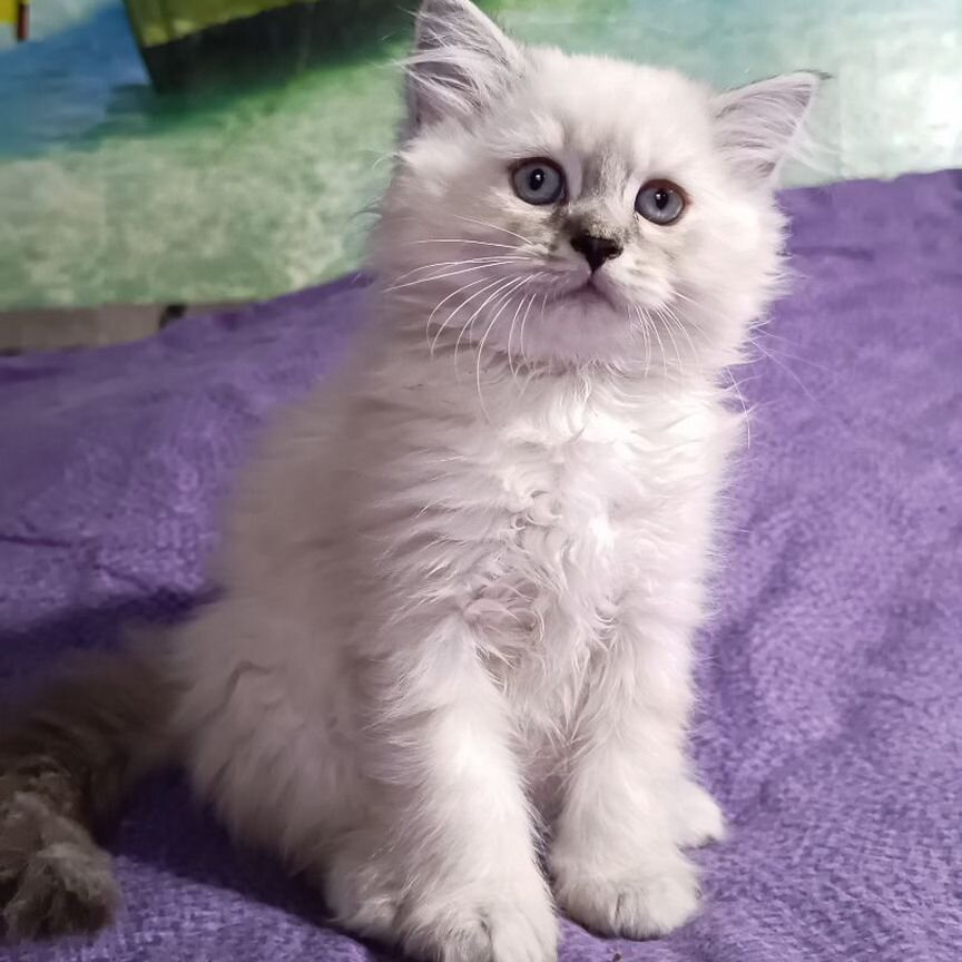 Шотландские котята