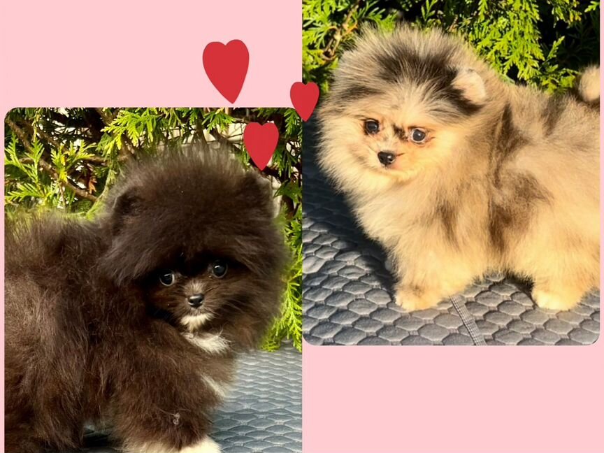 Мальчишки мини 2 месяца